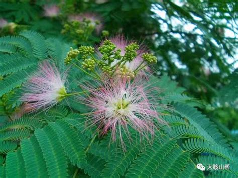 合欢树叶图片树叶梧桐树叶图片大山谷图库