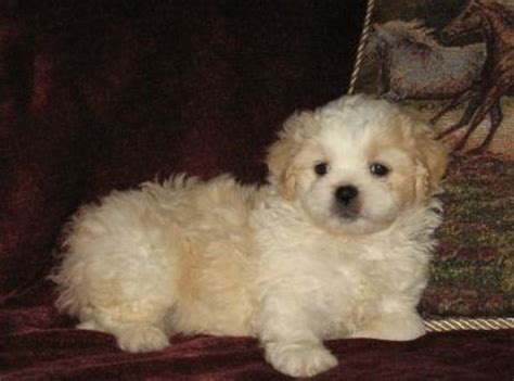 How To Groom And Clip A Peekapoo Cuteness