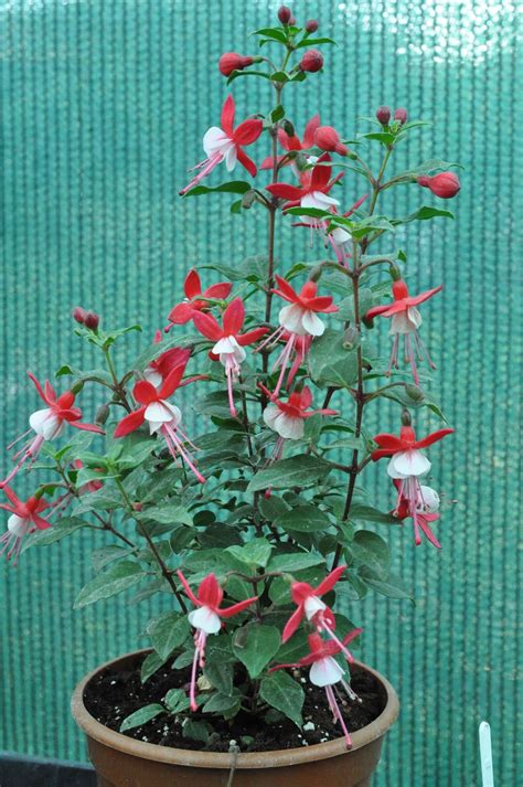 How To Grow Fuchsias Indoors Learn About Fuchsia Plant Care Indoors
