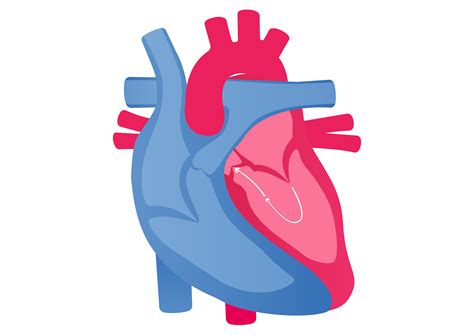 Heart Failure British Heart Foundation Bhf