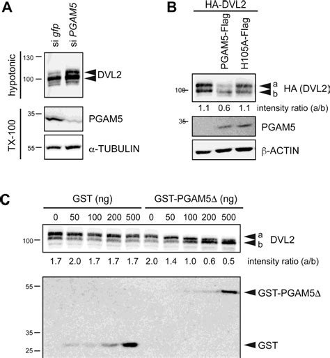 Figure 2 From The Phosphatase Pgam5 Antagonizes Wnt β Catenin Signaling In Embryonic Anterior