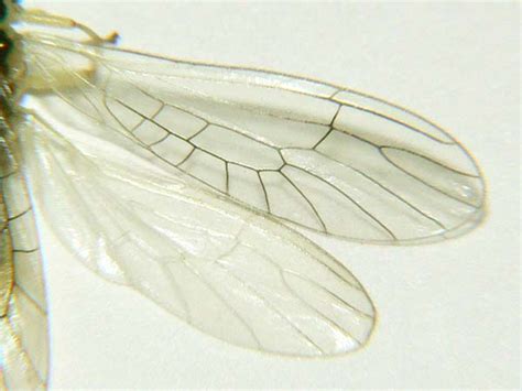 シミズミドリカワゲラ 昆虫研究所