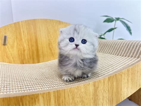 인천고양이분양 고양이분양 테디럽 인천점 먼치킨 아메리칸숏헤어 페르시안 러시안블루 스코티쉬폴드 브리티쉬숏헤어