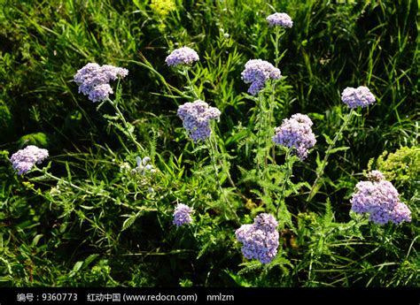 大兴安岭野生植物 千叶蓍 高清图片下载 红动中国