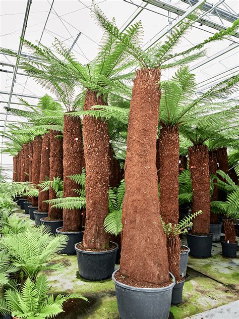 Dicksonia Antarctica Snelle Levering Fleurdirect Fleurdirect