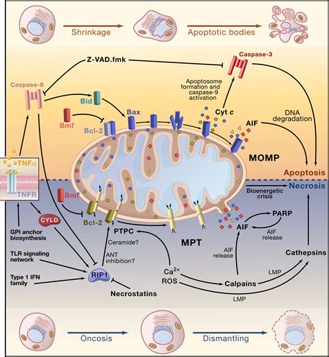 Necroptosis A Specialized Pathway Of Programmed Necrosis Cell