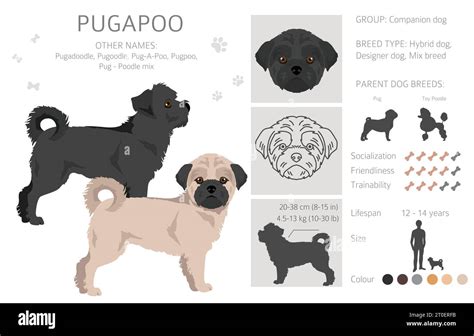 Pugapoo Clipart Pug Poodle Mix Different Coat Colors Set Vector