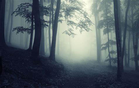 Scary Fog Wallpapers Top Free Scary Fog Backgrounds Wallpaperaccess