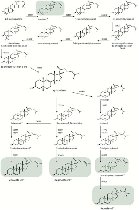 In Silico Reconstruction Of The Sterol Synthesis Pathway Of S