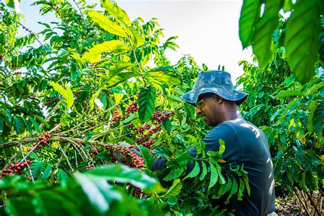 Gcp 2 0 And Goal 2030 Global Coffee Platform