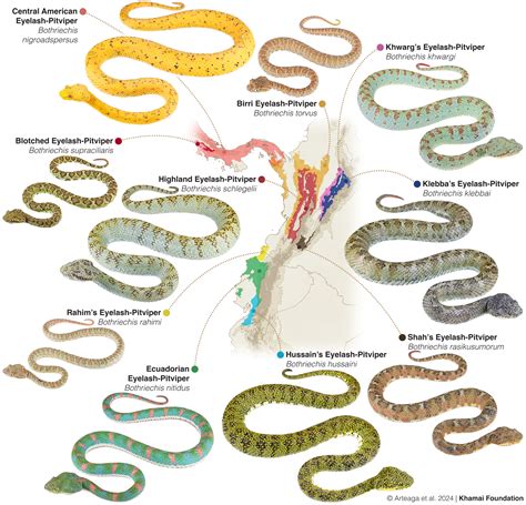 Five Exquisite New Species Of Vipers Discovered