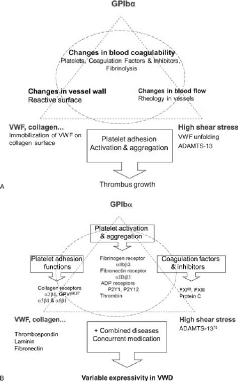 A Complex Interplay Between Components Of The Vessel Fl Uid Dynamics
