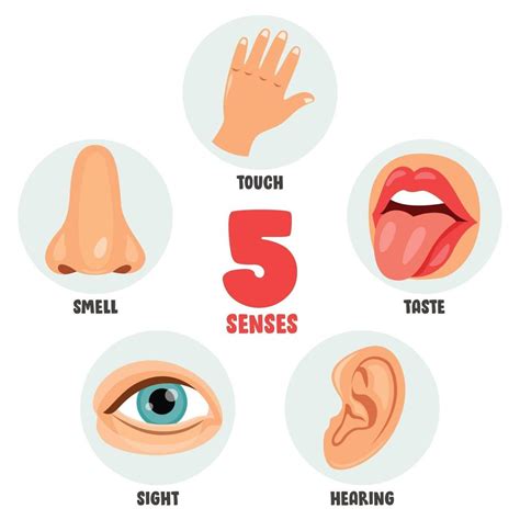 Imágenes De Los órganos De Los Sentidos Humanos Los 5 Sentidos Y Sus