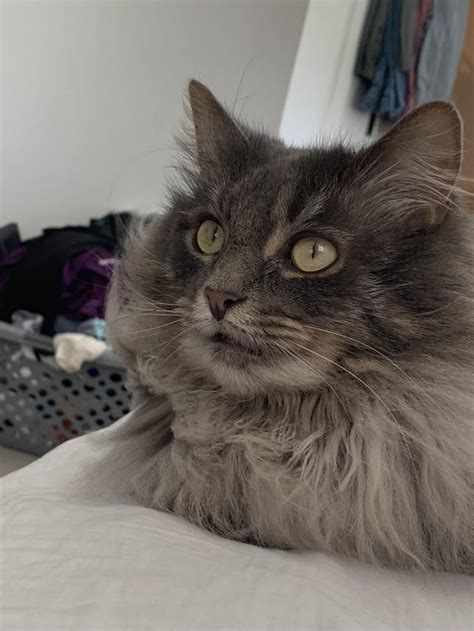 My Girl Lets Her Mind Go Blank And Mouth Hang Open Rheademptycats