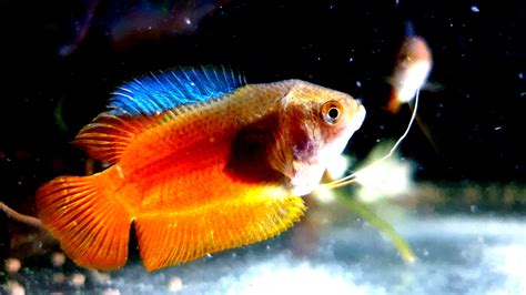 Gourami Wallpapers Wallpaper Cave
