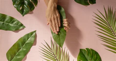 천연 매니큐어를 가진 아름다운 여성의 손 녹색 야자수 잎이 있는 분홍색 배경 사진 Unsplash의 손톱 이미지