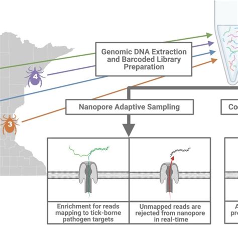 Pdf Enabling Metagenomic Surveillance For Bacterial Tick Borne Pathogens Using Nanopore