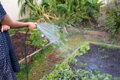 13 Cara Menanam Jahe Lengkap Beserta Gambar Dengan Deskripsi