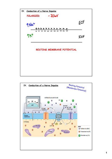 Pdf Depolarization Vs Repolarization Conduction Of A Nerve Impulse Cont Resting Neuron Is