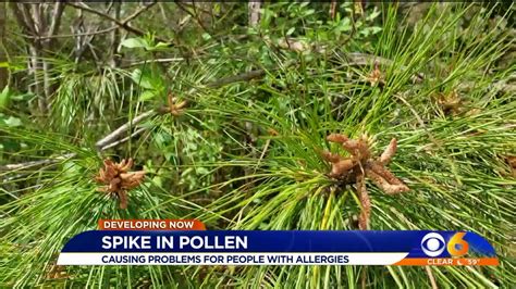 How This Pollen Season Is Affecting Allergy Sufferers Its Terrible Out There