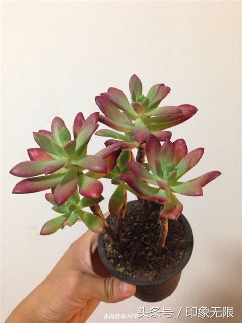 養花賞花看世界之多肉紅稚蓮 每日頭條