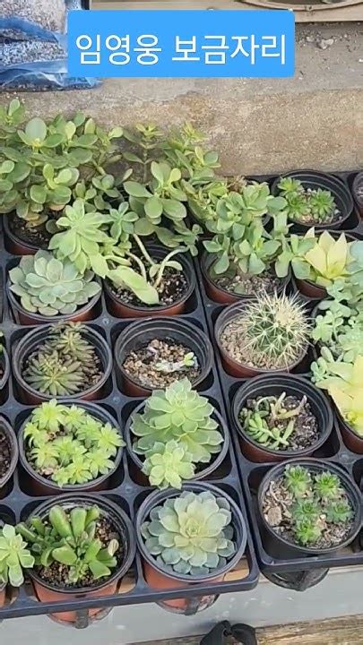 허브와 다육이들 보니 파릇파릇 봄의 소리가 들리는듯 다육식물 허브임영웅영웅시대 Youtube