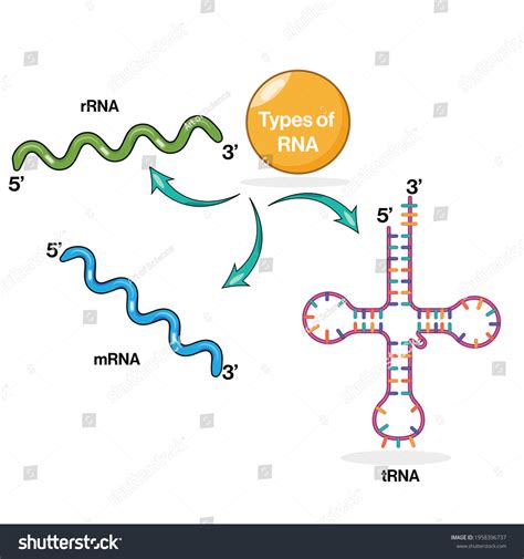 Types Ribonucleic Acid Rna R Rna Stock Vector Royalty Free 1958396737