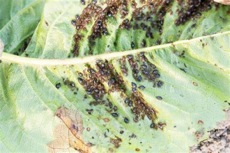 How To Get Rid Of Aphids On Plants And Trees Arborcare®