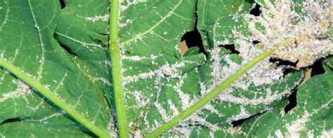 Paracoccus Marginatus 1 Biobee