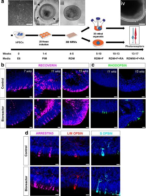 Photoreceptor Maturation Following Bioreactor Differentiation A Download Scientific Diagram