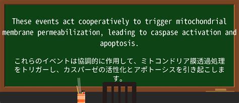 【英単語】membrane Permeabilizationを徹底解説！意味、使い方、例文、読み方 おもしろい英文法