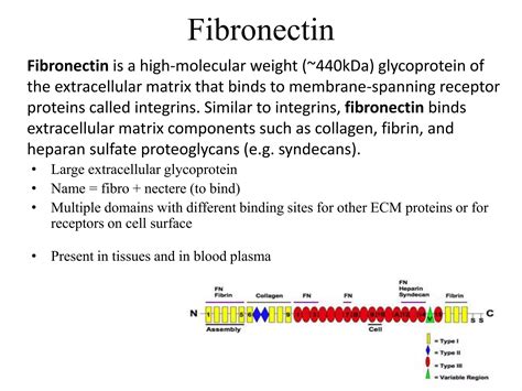 The Extracellular Matrix Pptx