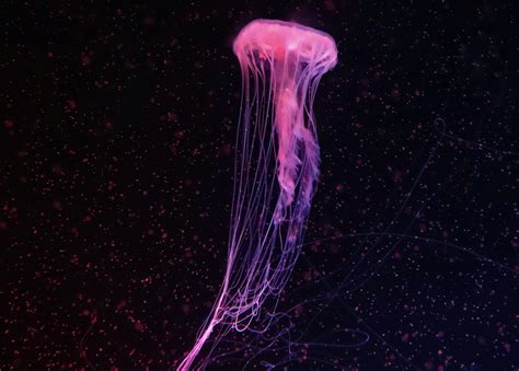 Igcse Marine Science Cambridge International Tande