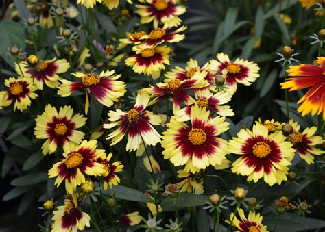 Coreopsis Uptick Yellow And Red Ball