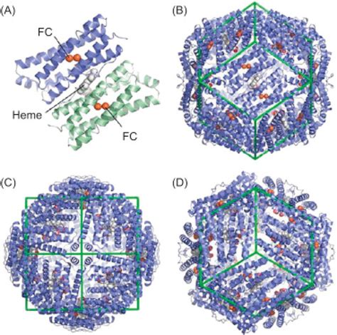 Structure Of Bfr Cartoon Representations Of A The Escherichia Coli Download Scientific