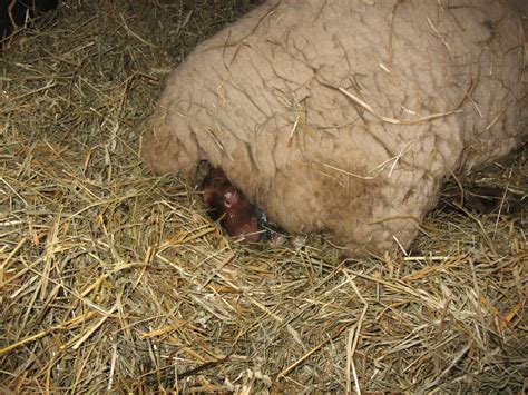 Stages Of Lambing Graphic Photos Updated Red Rope Farm