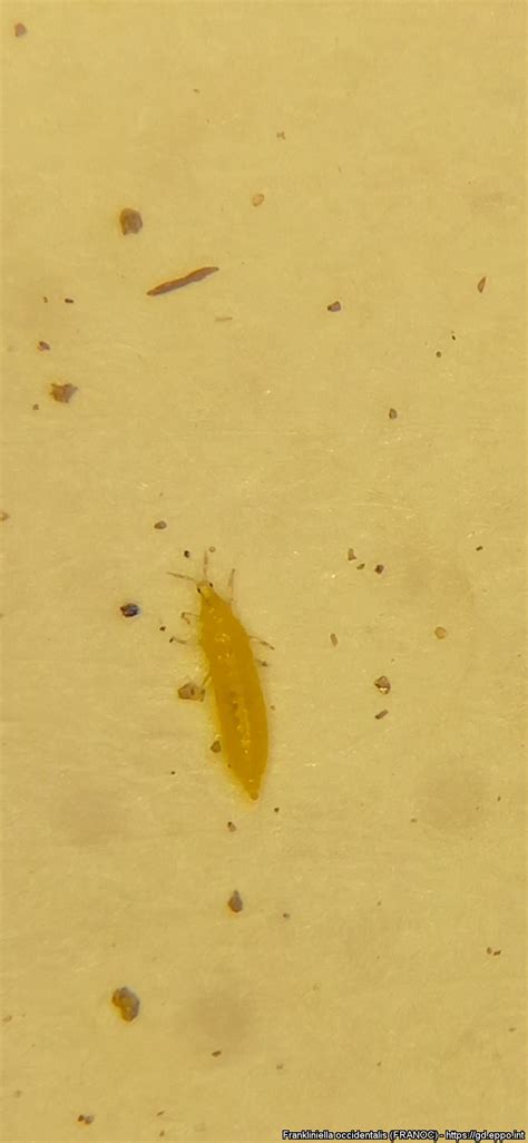 Frankliniella Occidentalis Franoc Photos Eppo Global Database