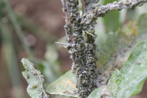 Pesky Aphids Abc Organic Gardener Magazine
