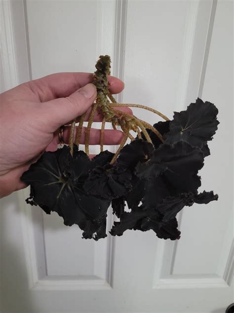 Help Rhizome Propagation R Begonias