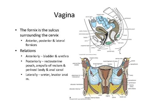 Female Reproductive System Lecture Objectives Describe The Peritoneal
