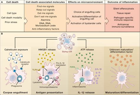 Decoding Cell Death Signals In Inflammation And Immunity Cell