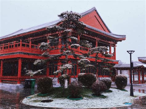 心灵四季 美丽中国 北京网红打卡地：城市绿心森林公园 动植物