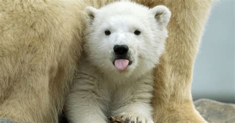 북극곰의 날에 이름 생긴 새끼 북극곰