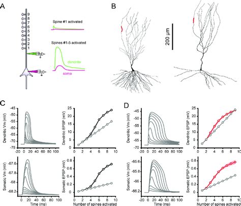 cooperativity and nonlinear amplification of synaptic input in cell