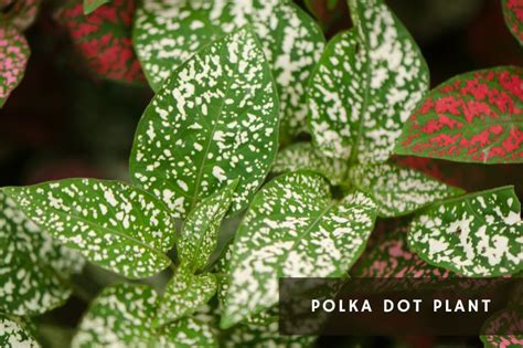 Houseplants With Spotted Leaves 15 Picks With Dotted Foliage