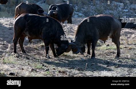 Male Buffalo Male African Buffalo Stock Videos And Footage Hd And 4k
