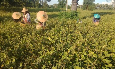 ပဲတီစိမ်းဈေးကောင်းသော်လည်း အထွက်နှုန်းနည်းသောကြောင့် ပဲတီစိမ်းစိုက်တောင်သူများ တွက်ခြေမကိုက