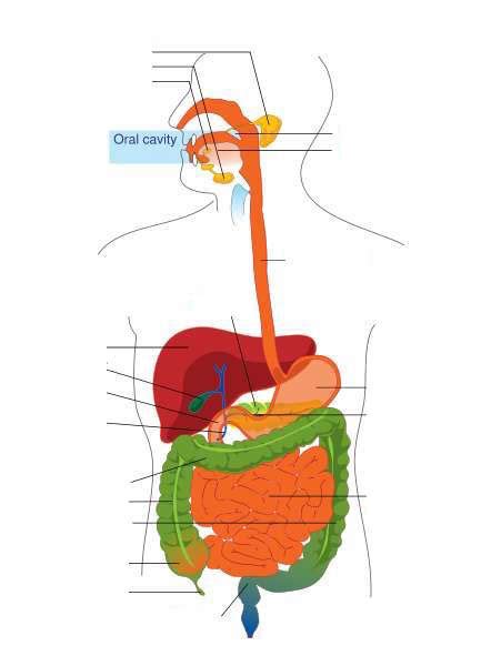 Diagram Of Assessment Midterm Quizlet