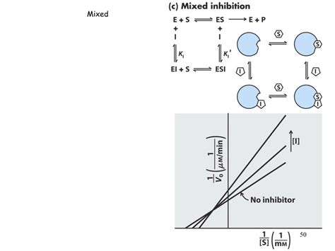 Ppt Km Vmax Kcat Powerpoint Presentation Free Download Id 3206146