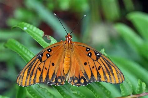 43 Black And Orange Butterflies Pictures And Identification